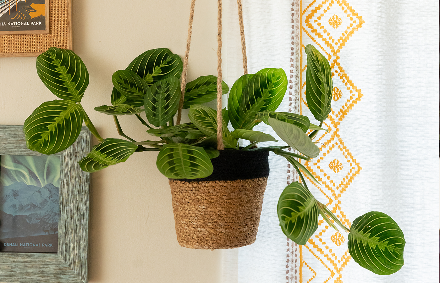 Trailing – leafjoy®