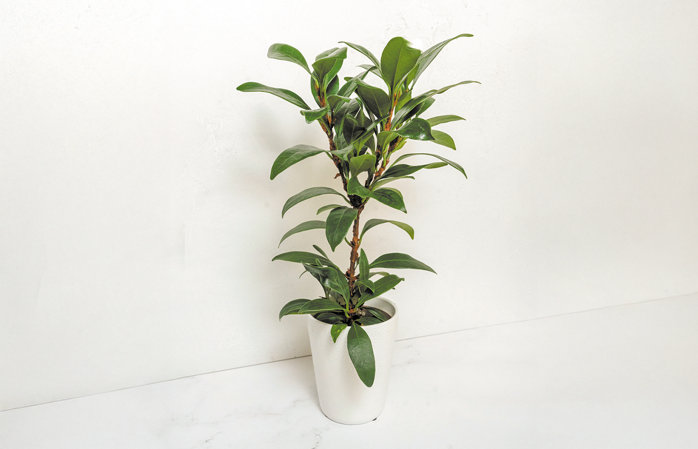 Cling-On® – leafjoy®