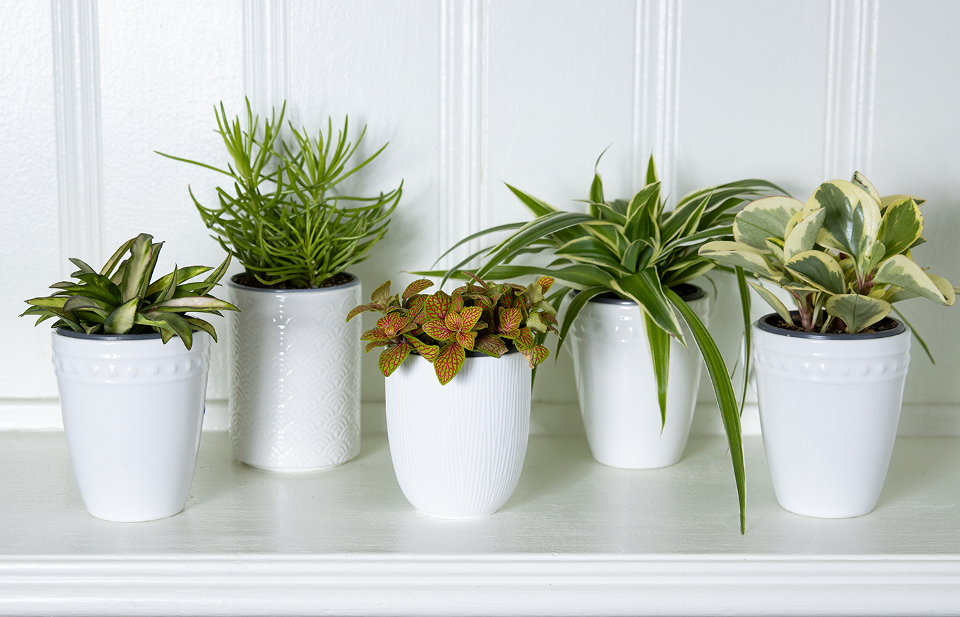 leafjoy Littles® – leafjoy®