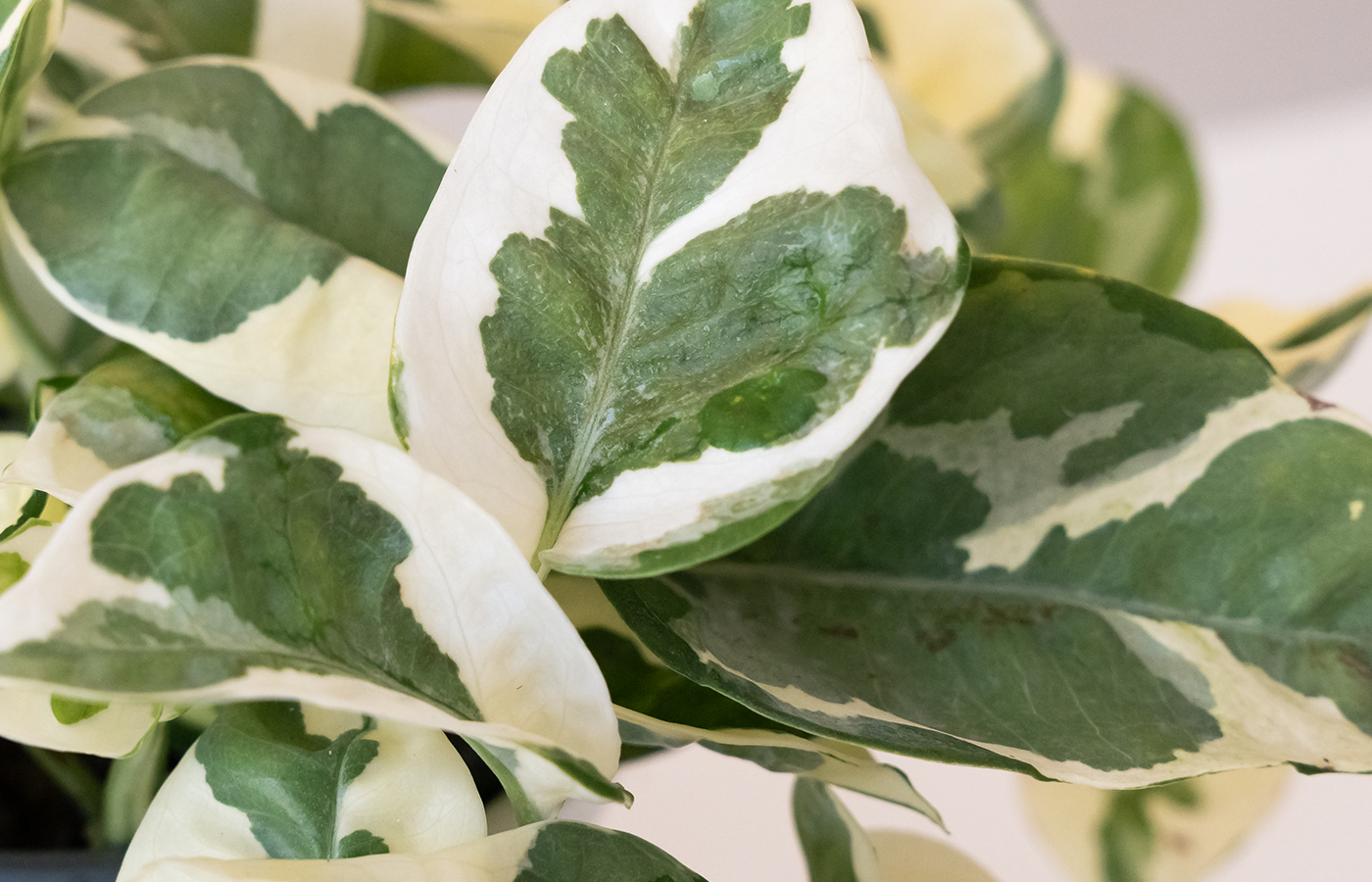 All Products – leafjoy®