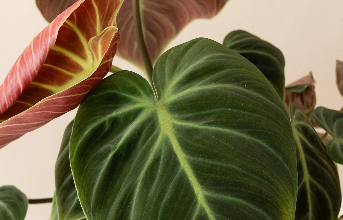 Climbing – leafjoy®