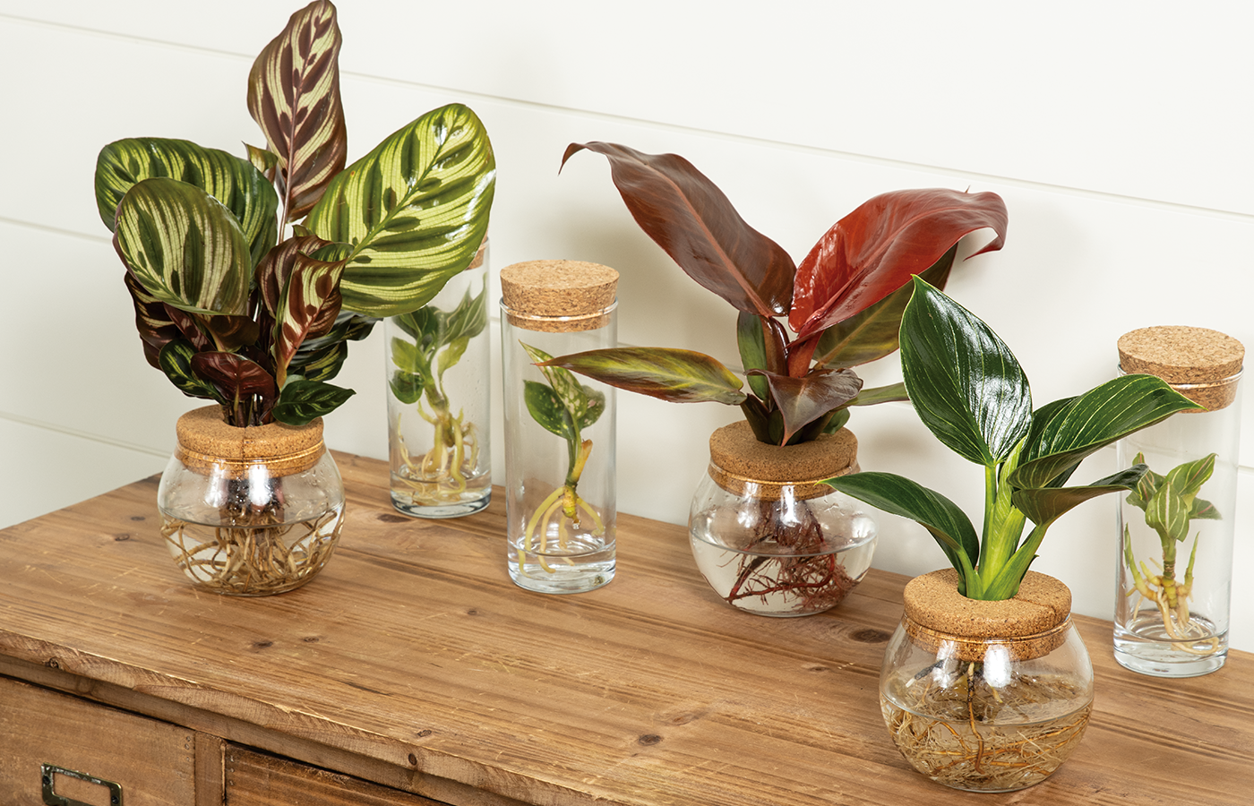 leafjoy H2O® – leafjoy®