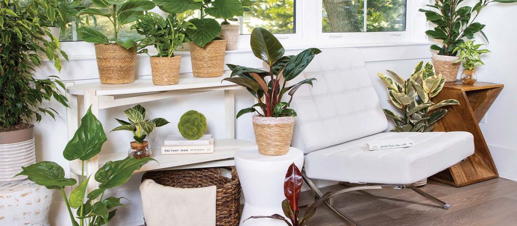 leafjoy® | Bring Nature Inside