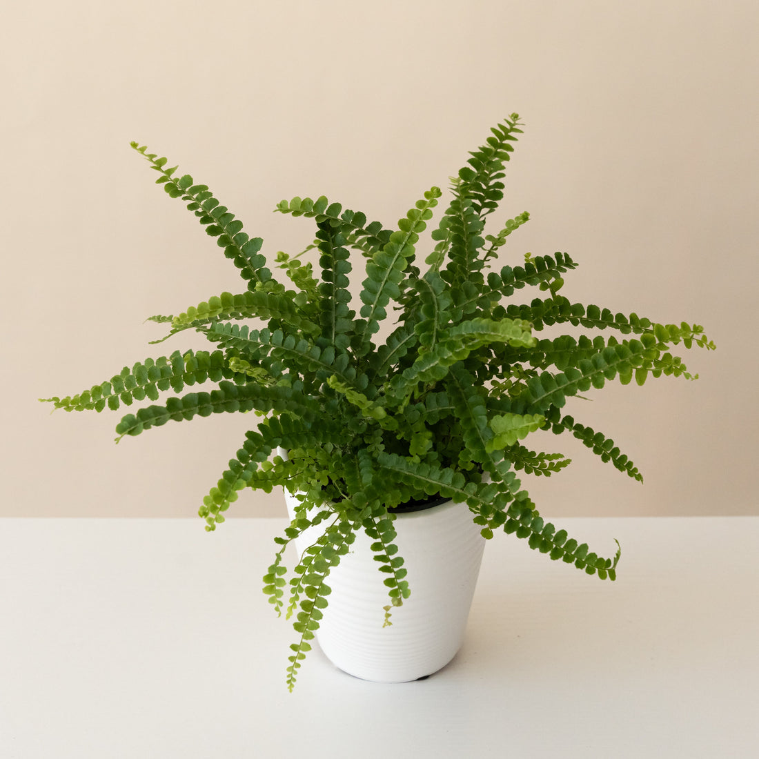 leafjoy® | Bring Nature Inside
