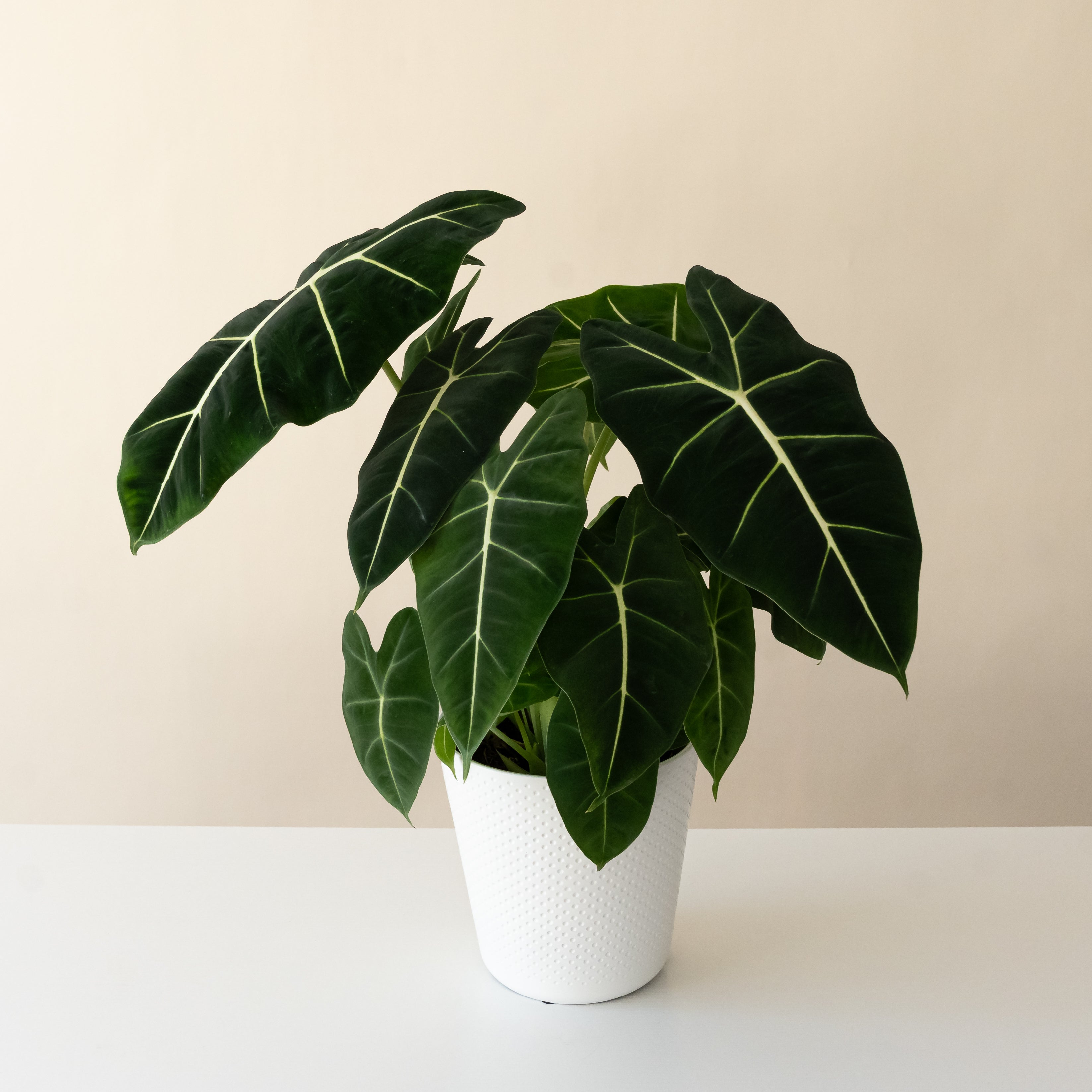 Mythic® Frydek | leafjoy®