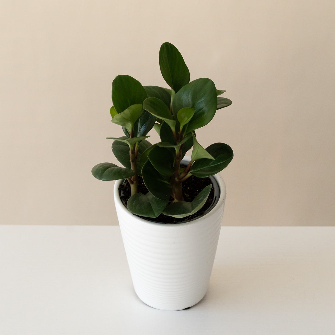 leafjoy® | Bring Nature Inside